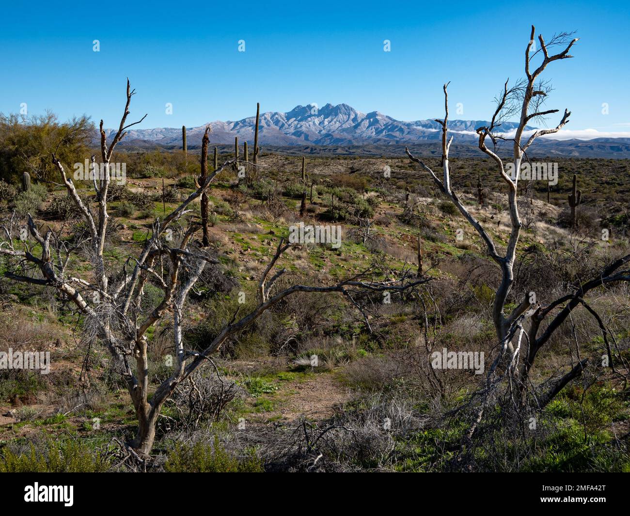The iconic Four Peaks mountain and the surrounding mountain range near ...