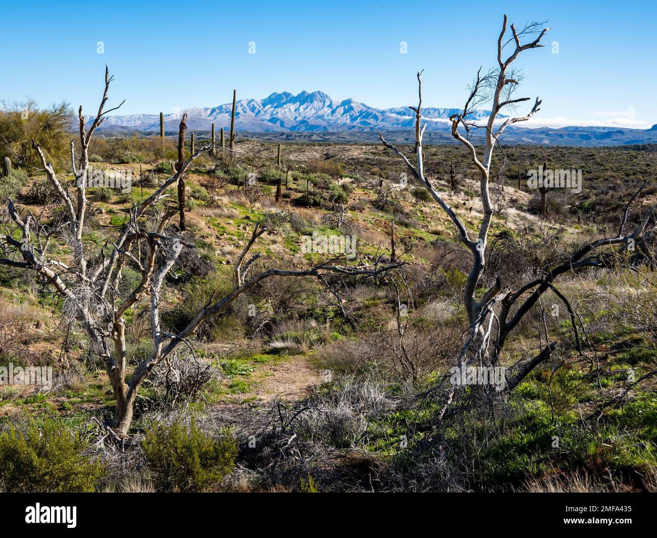 The iconic Four Peaks mountain and the surrounding mountain range near ...