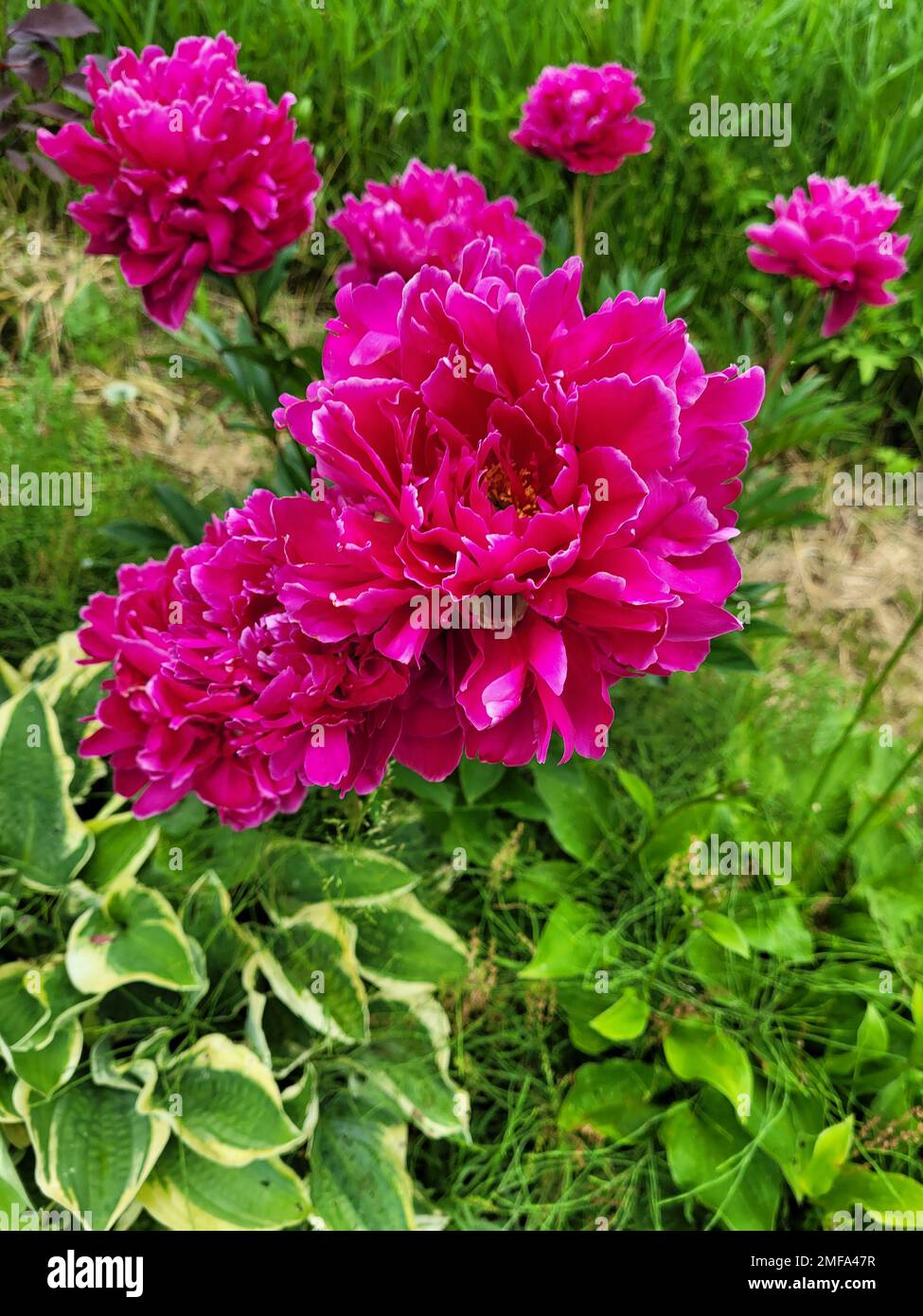 Common garden species hi-res stock photography and images - Alamy