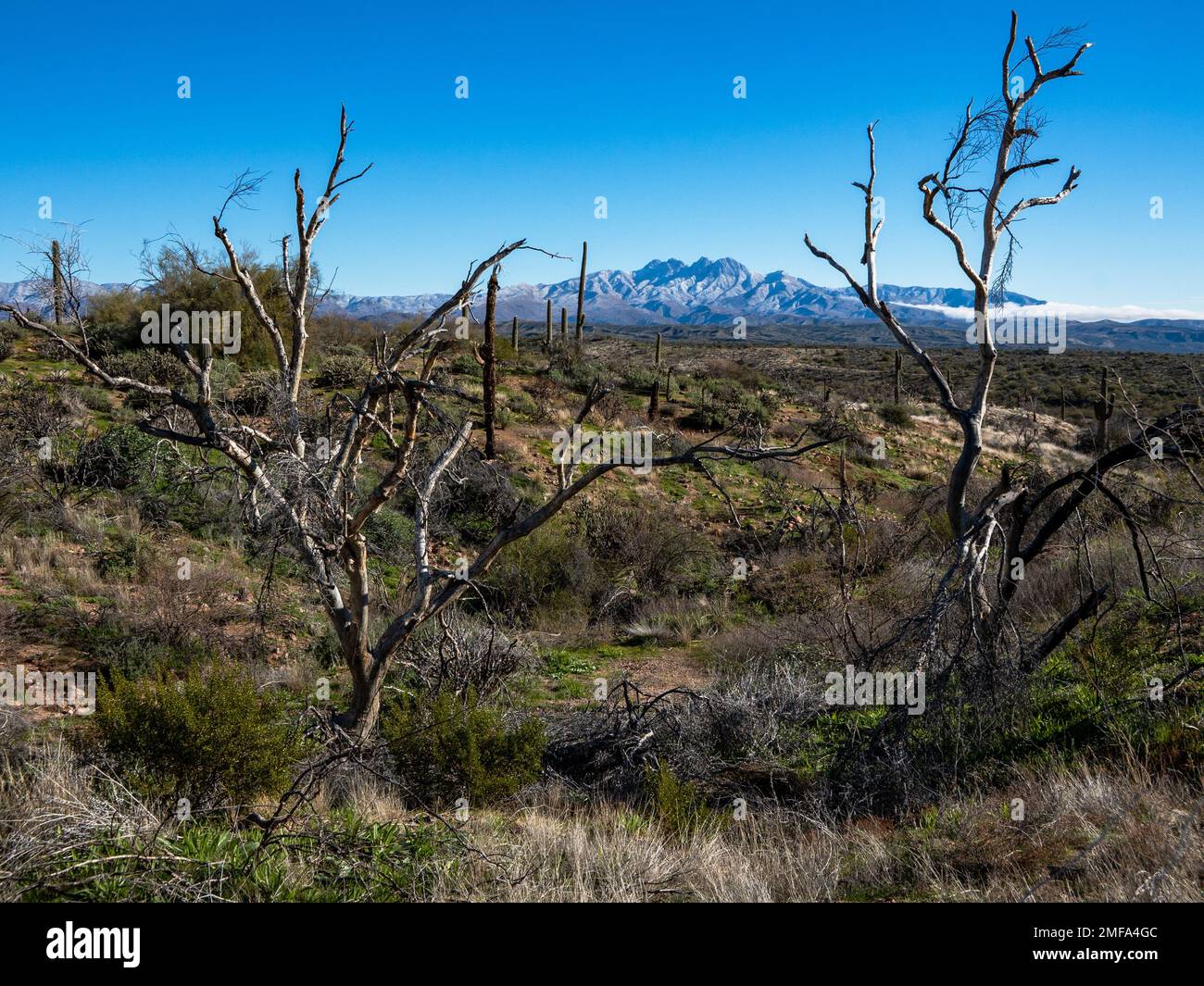 The iconic Four Peaks mountain and the surrounding mountain range near ... The iconic Four Peaks mountain and the surrounding mountain range near ...