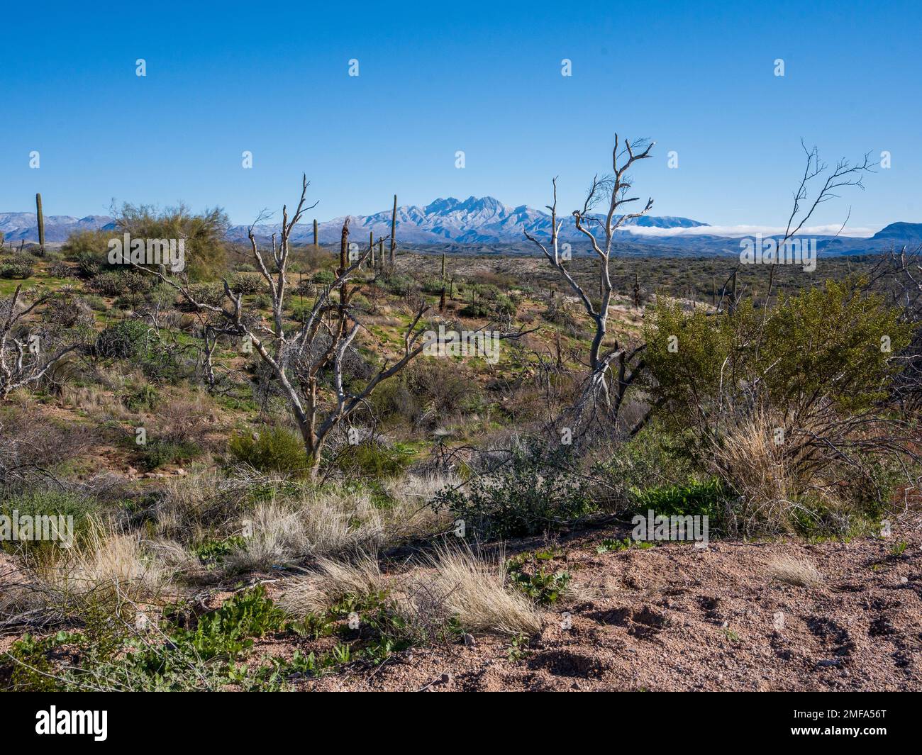 The iconic Four Peaks mountain and the surrounding mountain range near ...