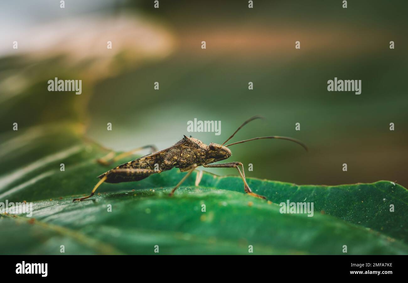 Leaf-footed Bug, Coreidae, Pentatomomorpha, Dock bug perched on green leaf and nature blurred ...