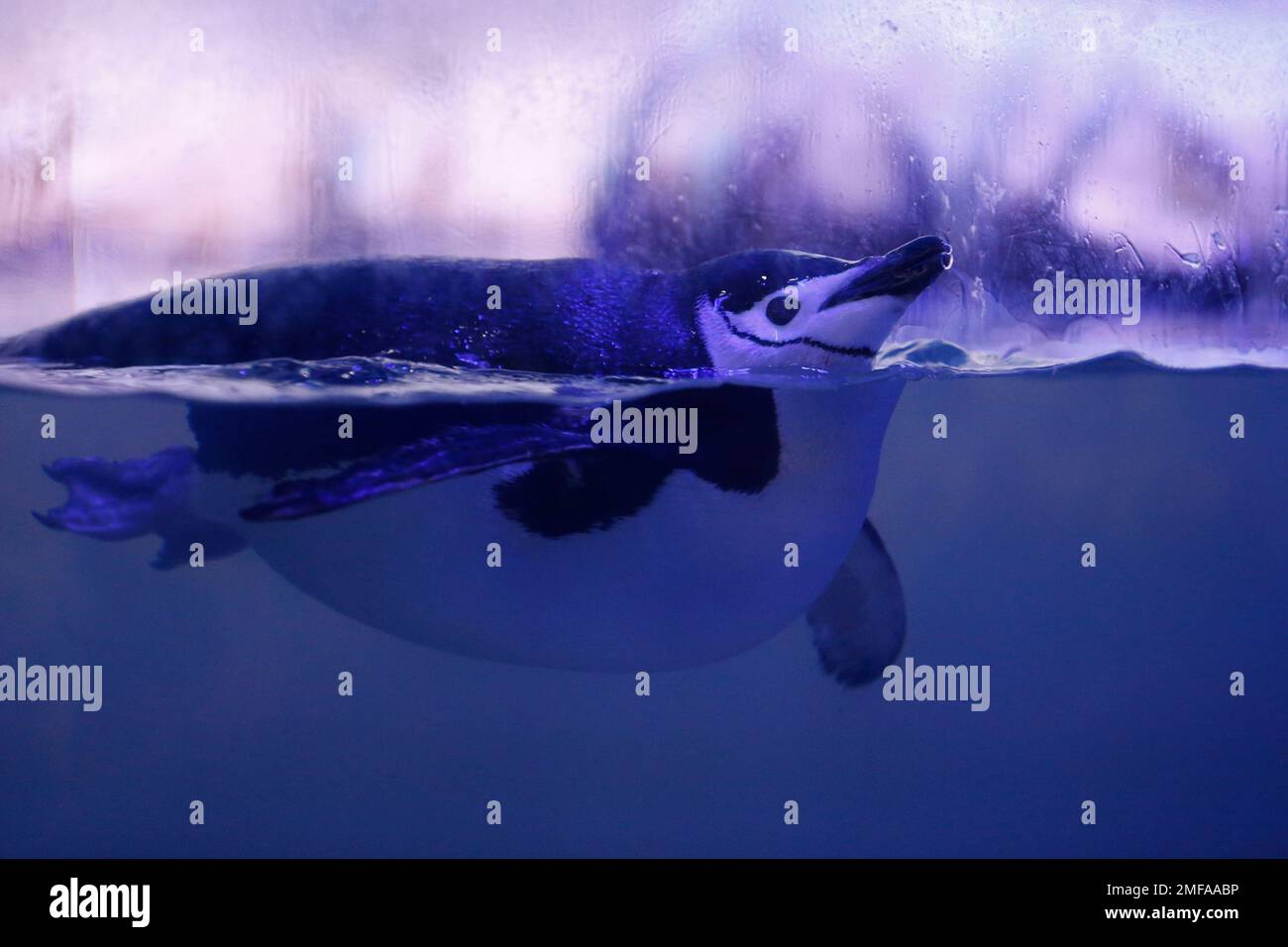 A chinstrap penguin swims in the penguin enclosure at Inbursa Aquarium ...