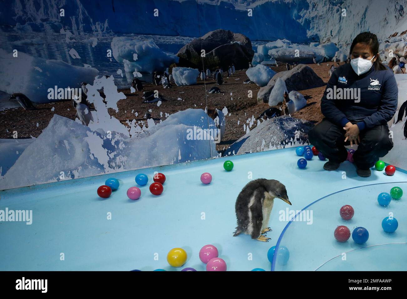 Veterinarian Patricia Velazquez looks on as Alex, a gentoo penguin who ...