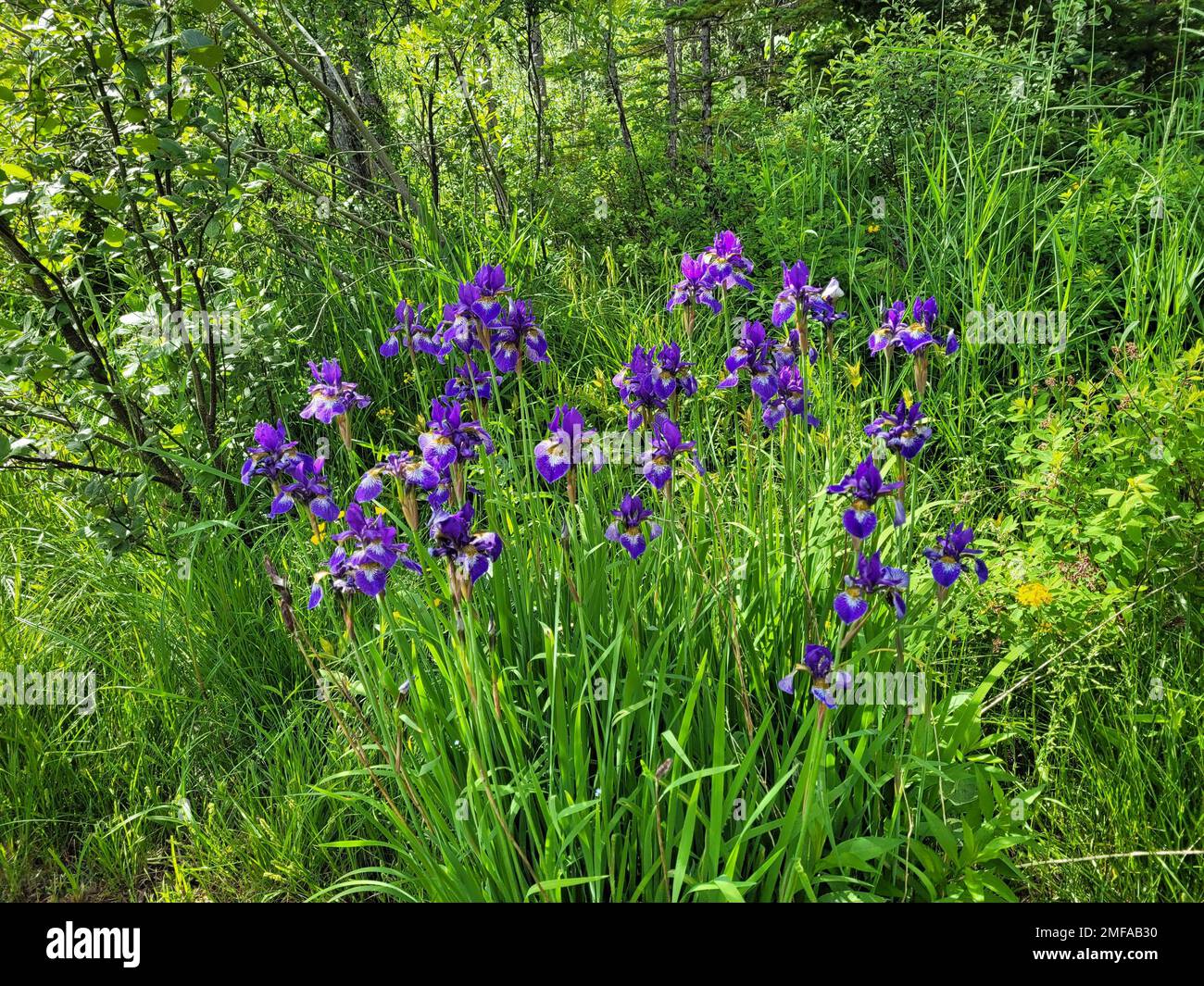 Bunch of iris hi-res stock photography and images - Alamy