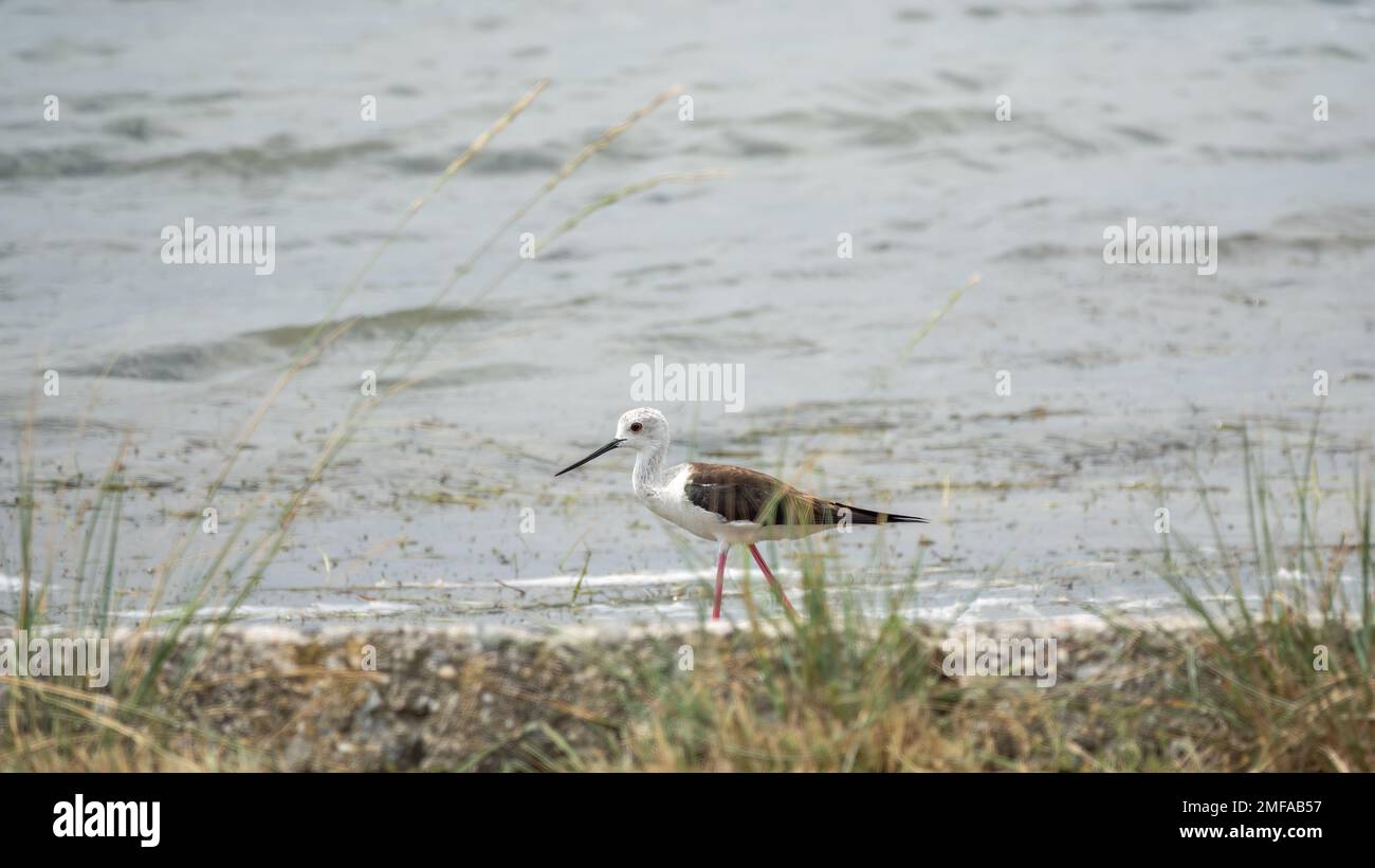Cute water bird. Black winged Stilt. Colorful nature habitat background ...