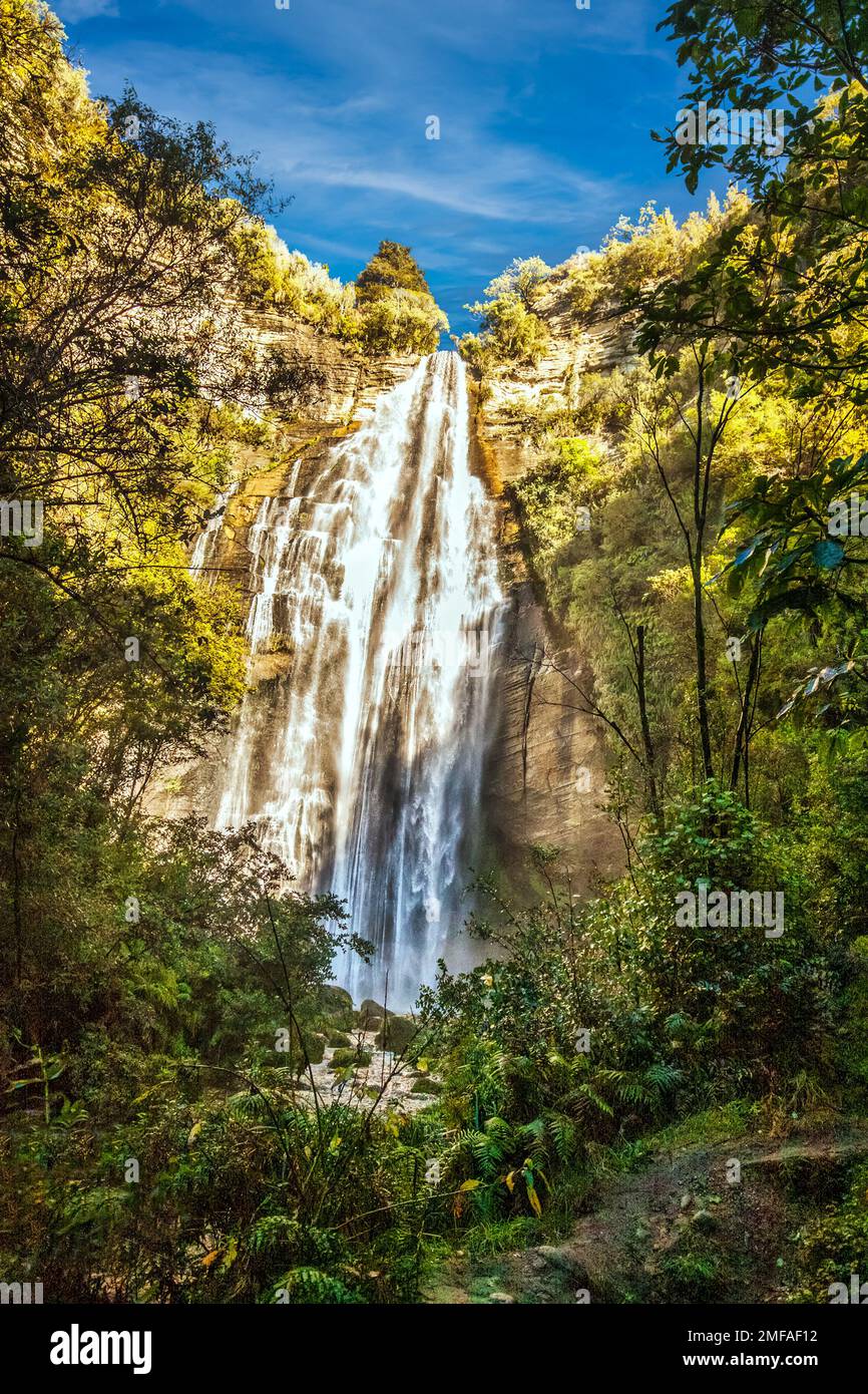 Tall waterfall cascading down the cliff surrounded by native rain ...