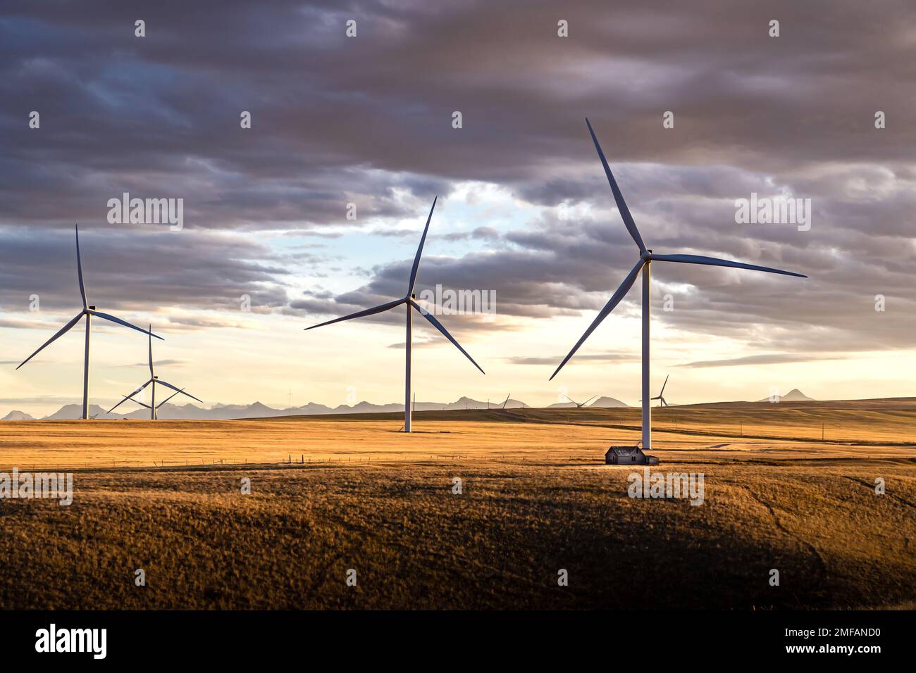 Sunset windmills producing green energy on a harvested wheat field with ...