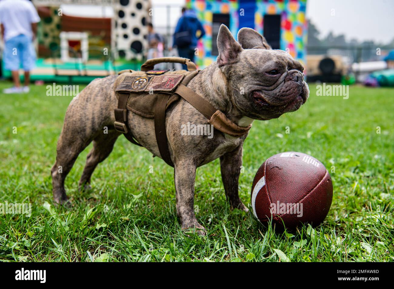 Lucy, the pet of U.S. Air Force Tech. Sgt. Derek Botelho, 435th ...
