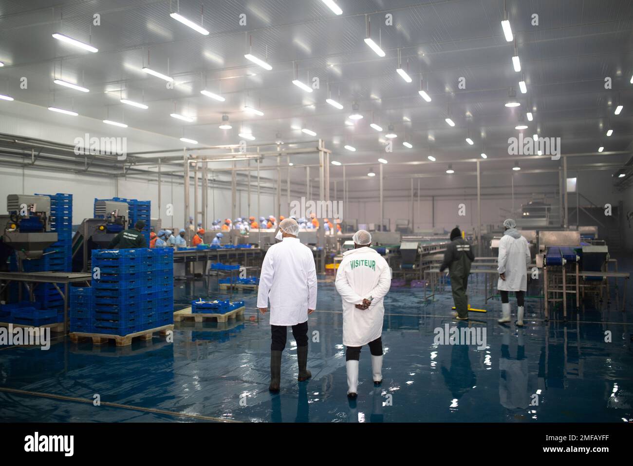 A view inside a fish processing unit in the industrial zone of Dakhla ...