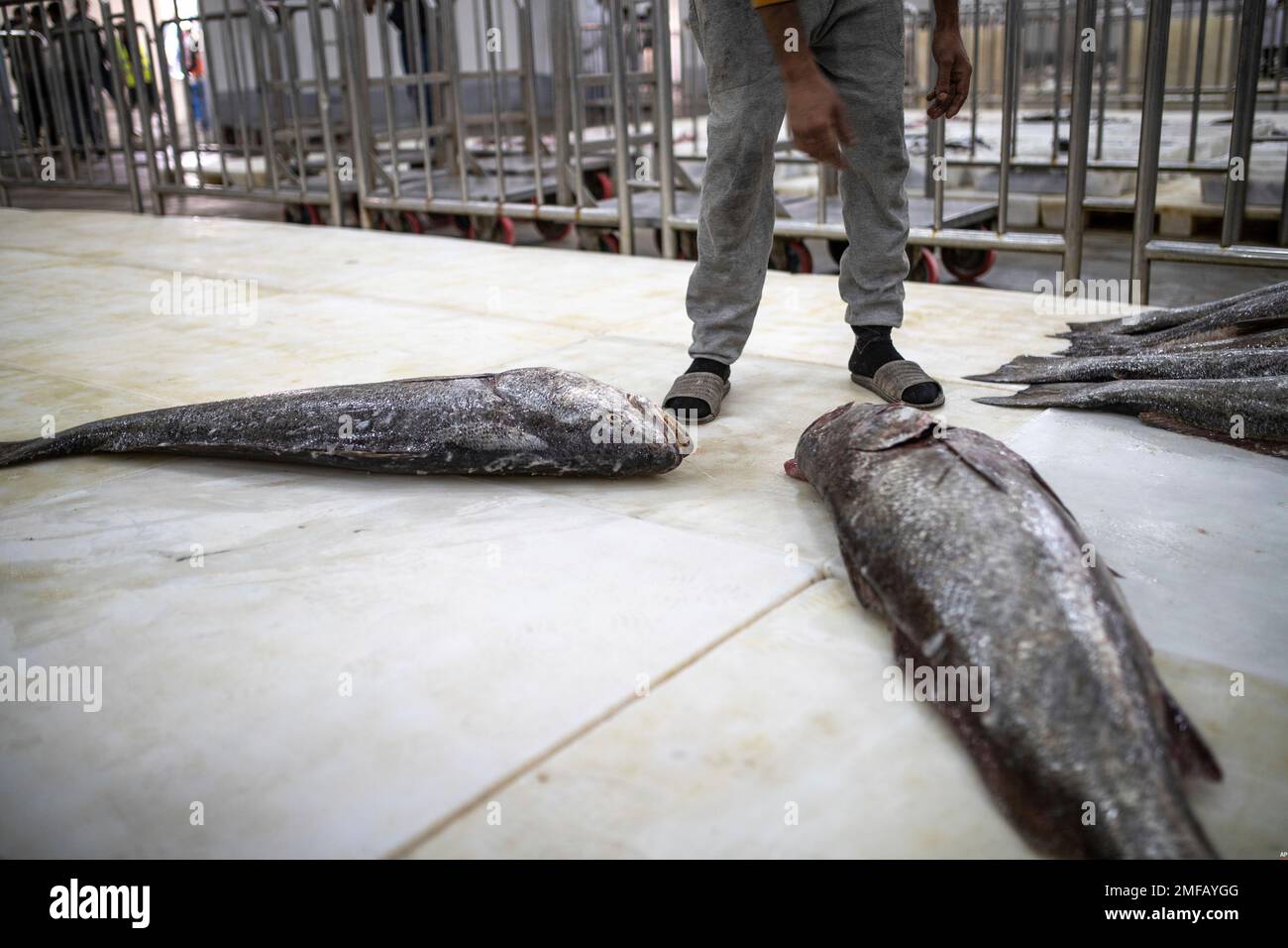 Fish is displayed for merchants inside the main port in Dakhla city ...