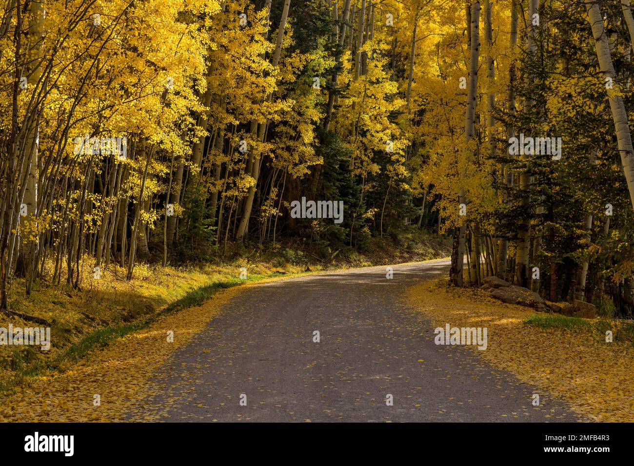 Autumn Road - A narrow mountain road winding in a dense golden aspen ...