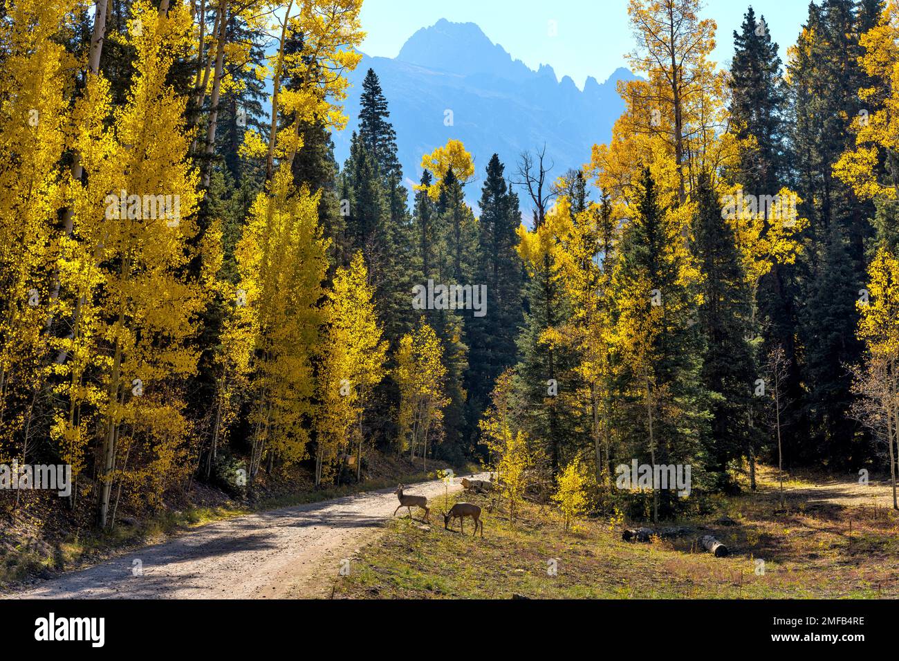 Autumn Mountain Forest - Two young mule deer wandering crossing a ...