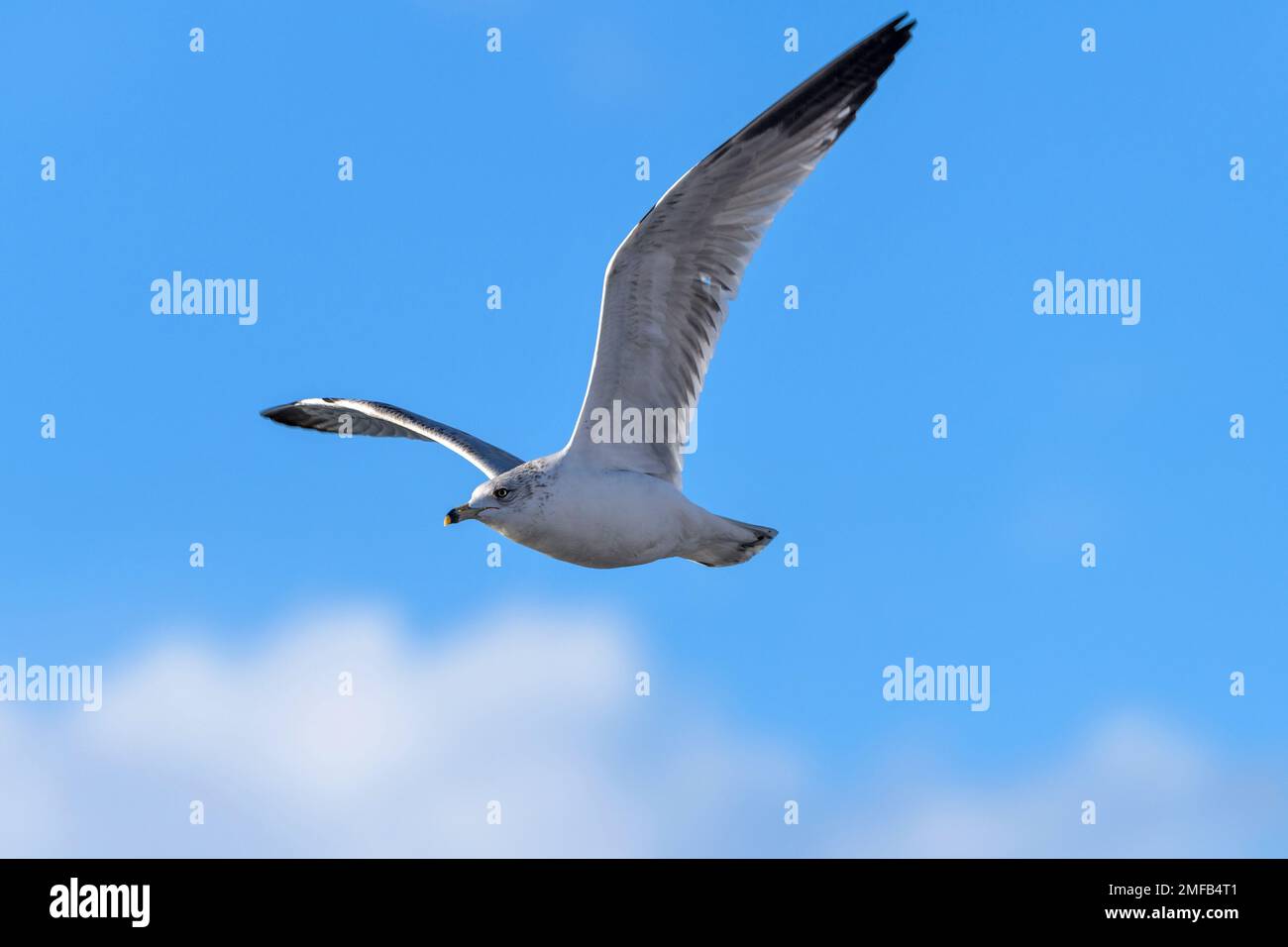 Flying Seagull - A close-up of a seagull flying high in the blue sky. Chatfield State Park ...