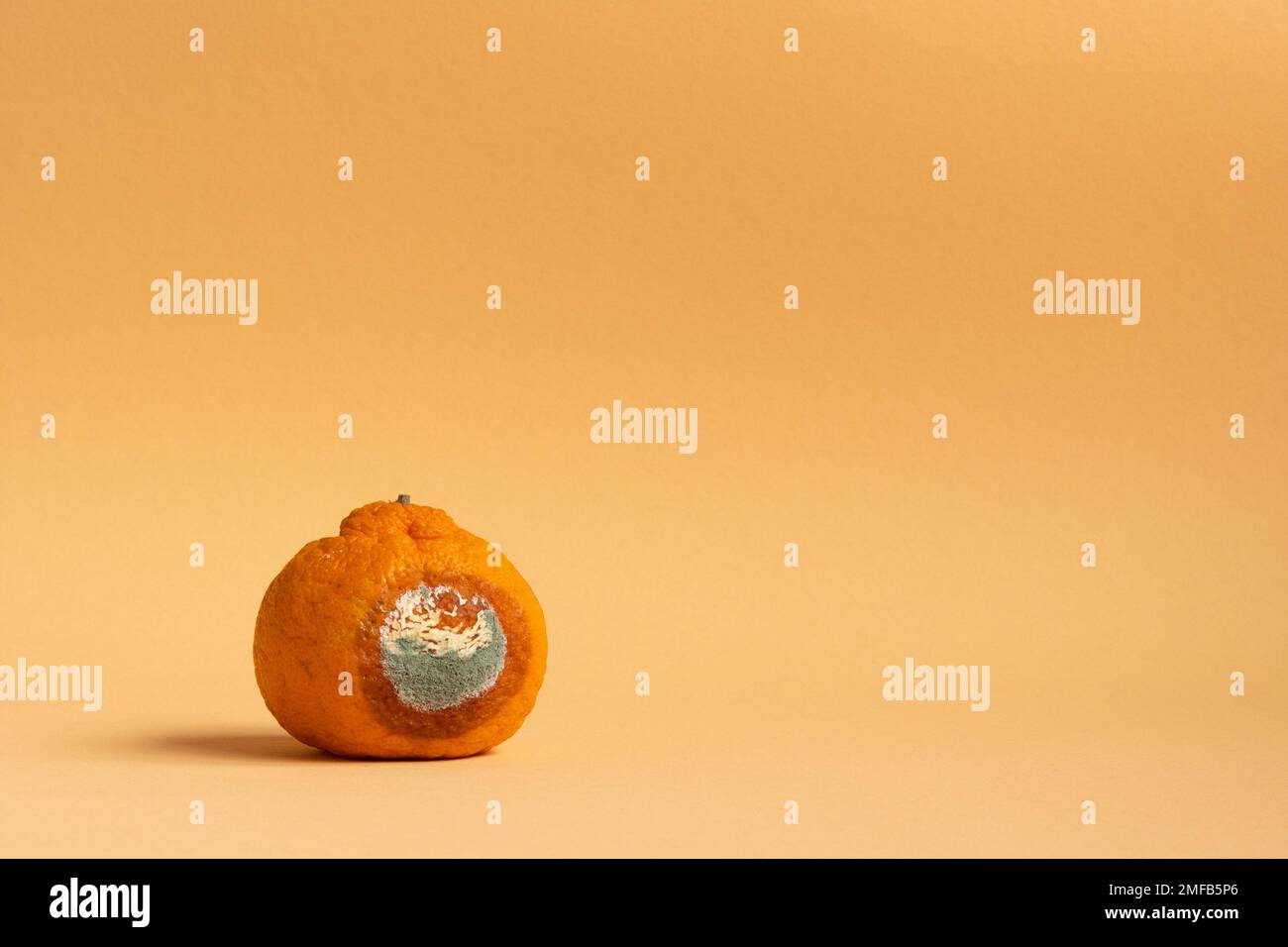 Moldy orange. Rottan moldy fruit. Mould, mildew covered foods Stock ...