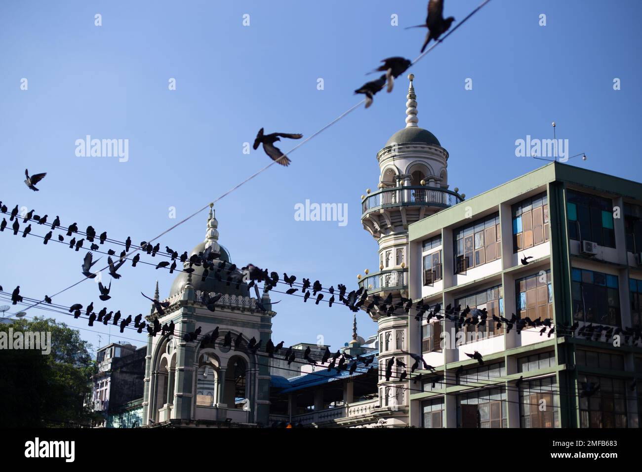 Birds on wires in the center of Yangon, Myanmar Stock Photo - Alamy