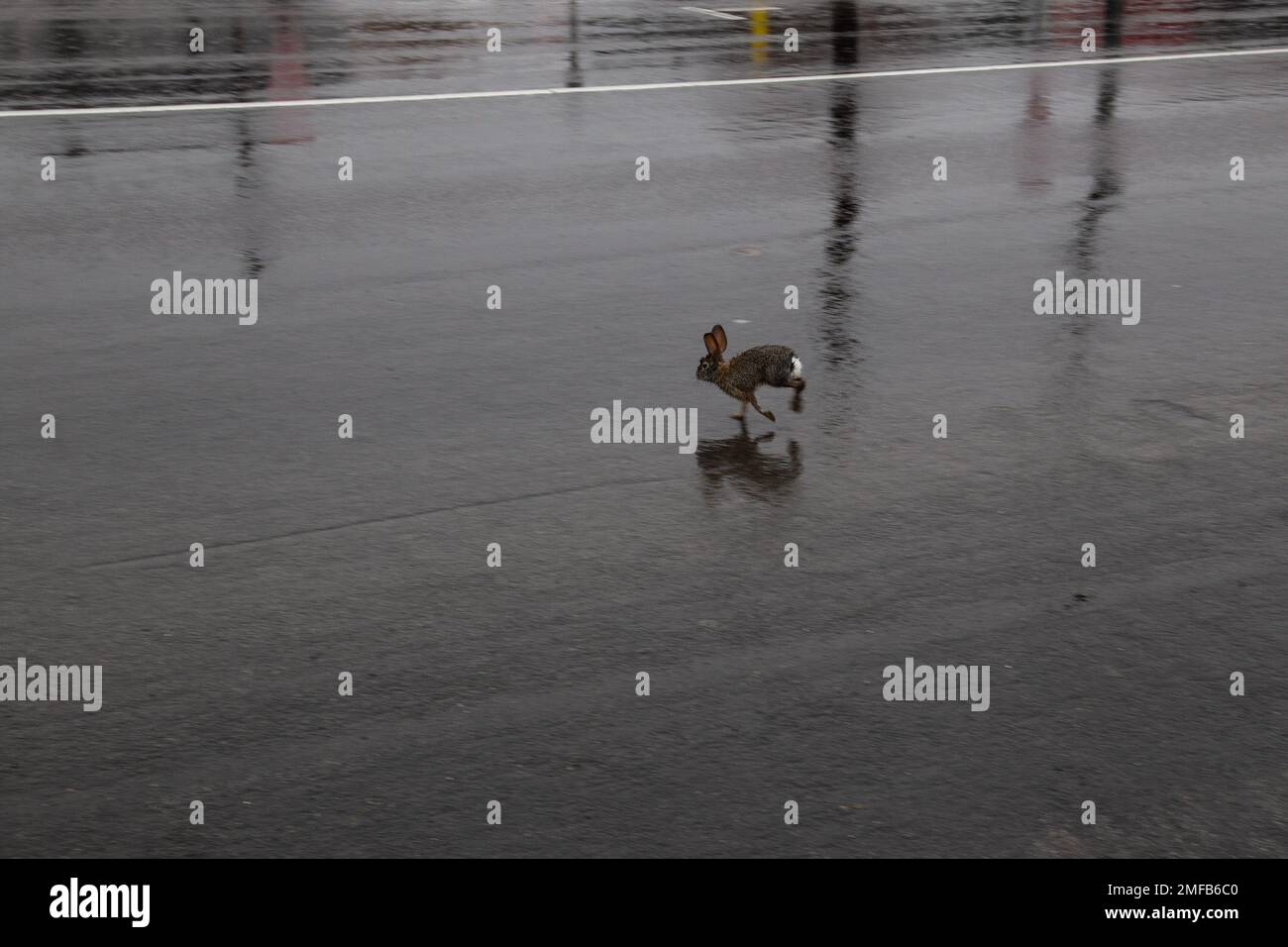 Rabbit crossing hi-res stock photography and images - Alamy