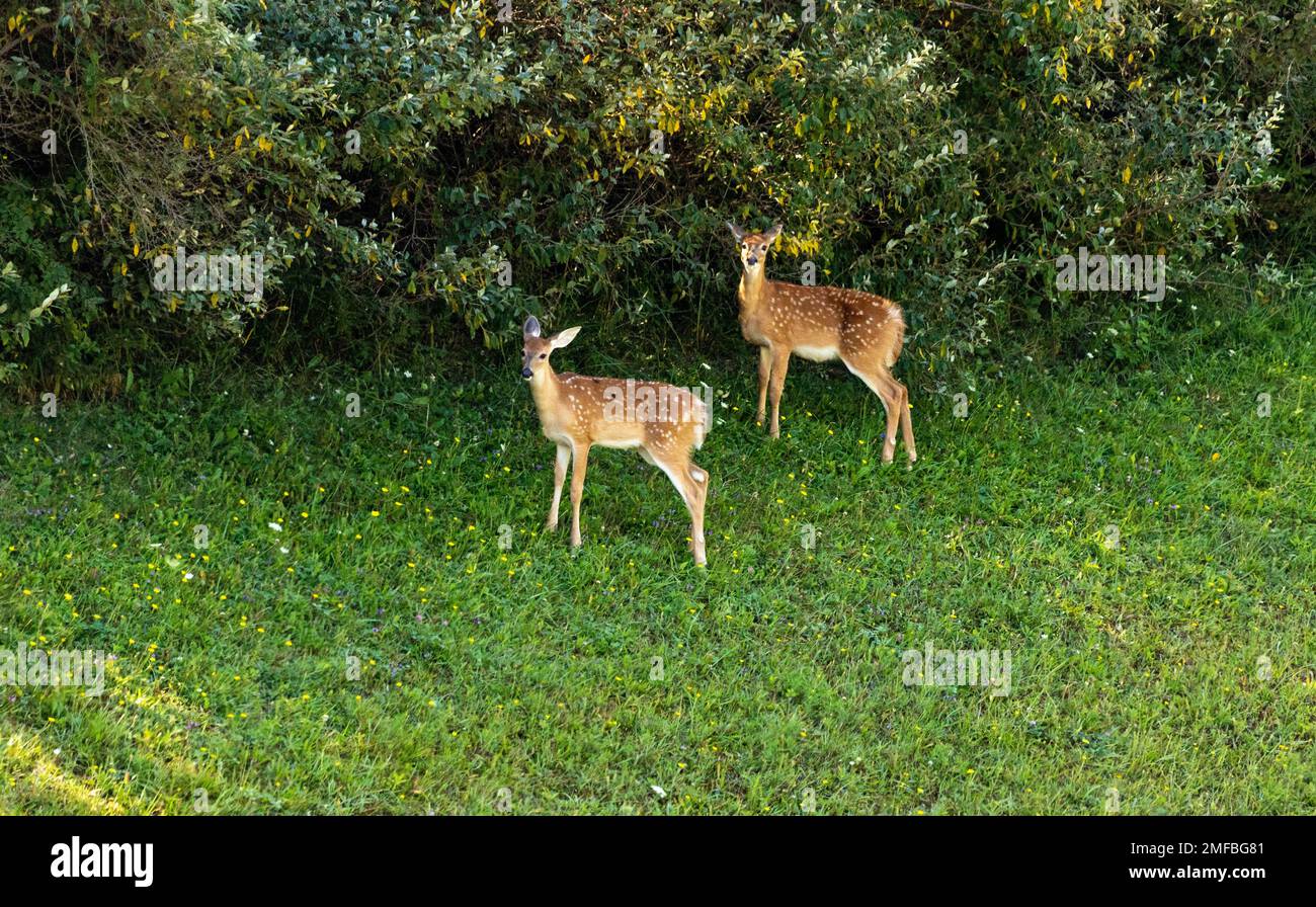 Many species of wildlife live in habitats provided by Michael J. Kirwan ...