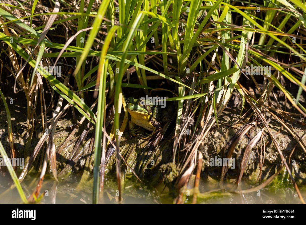 Many species of wildlife call Michael J. Kirwan Dam and Reservoir in ...