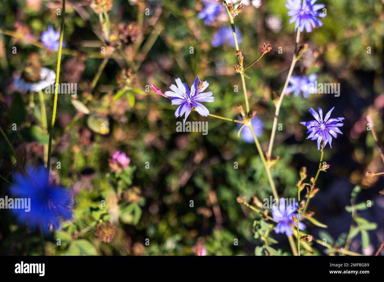 Flora species native to the area add a pop of color to Michael J ...