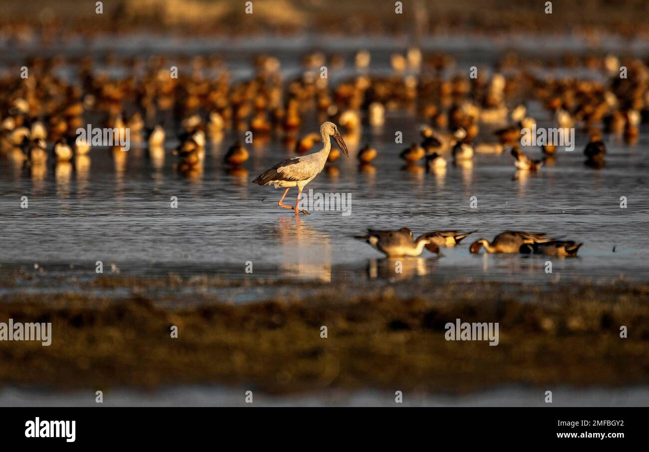 Migratory birds are seen at a wetland in Pobitora Wildlife sanctuary ...