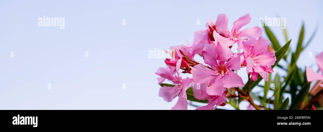 Close-up shot of oleander flower bush blooms in a park.Shrub, a small ...