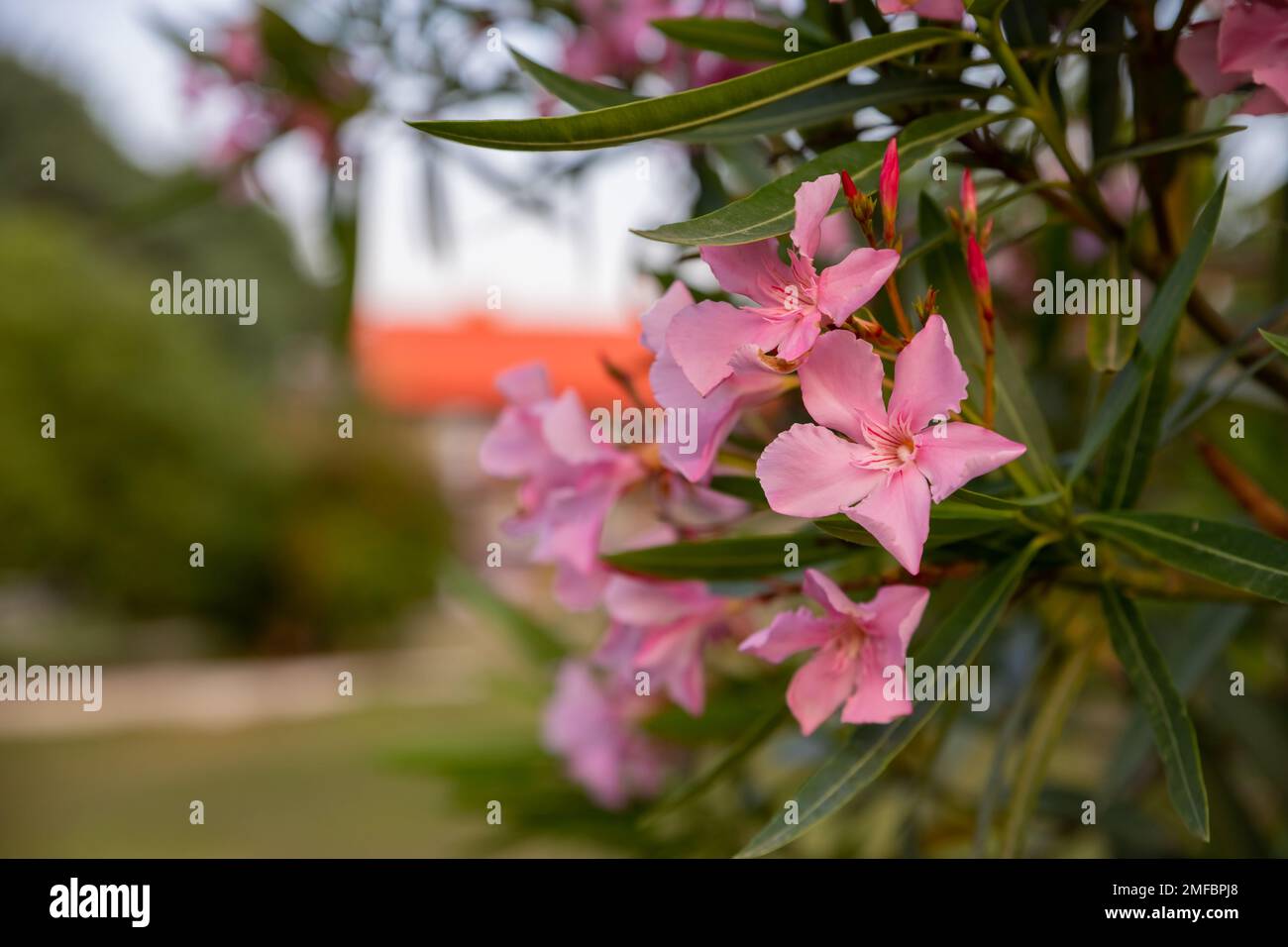 Close-up shot of oleander flower bush blooms in a park.Shrub, a small ...