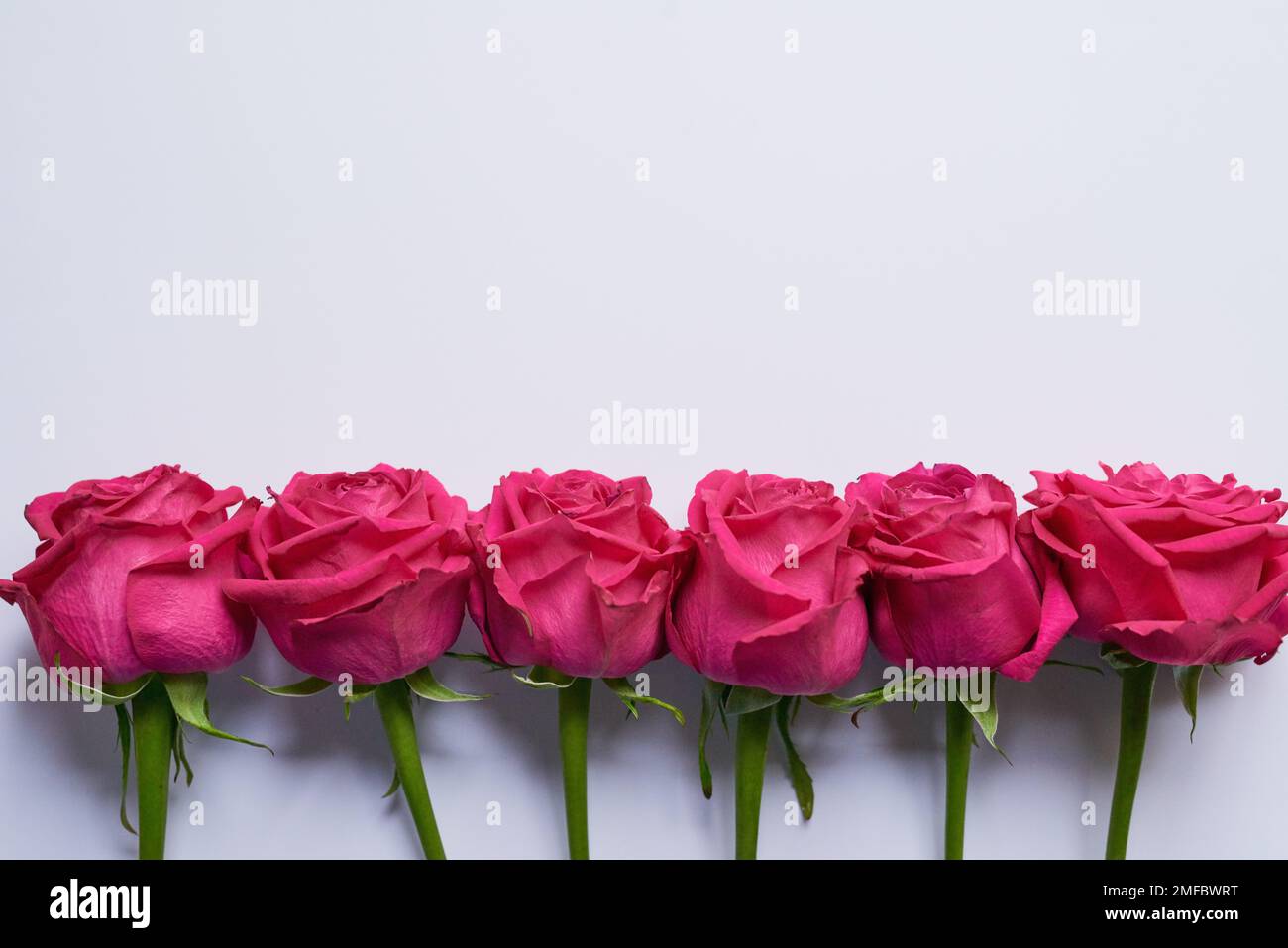 Flowers are special for special occasions. Studio shot of a bouquet of ...
