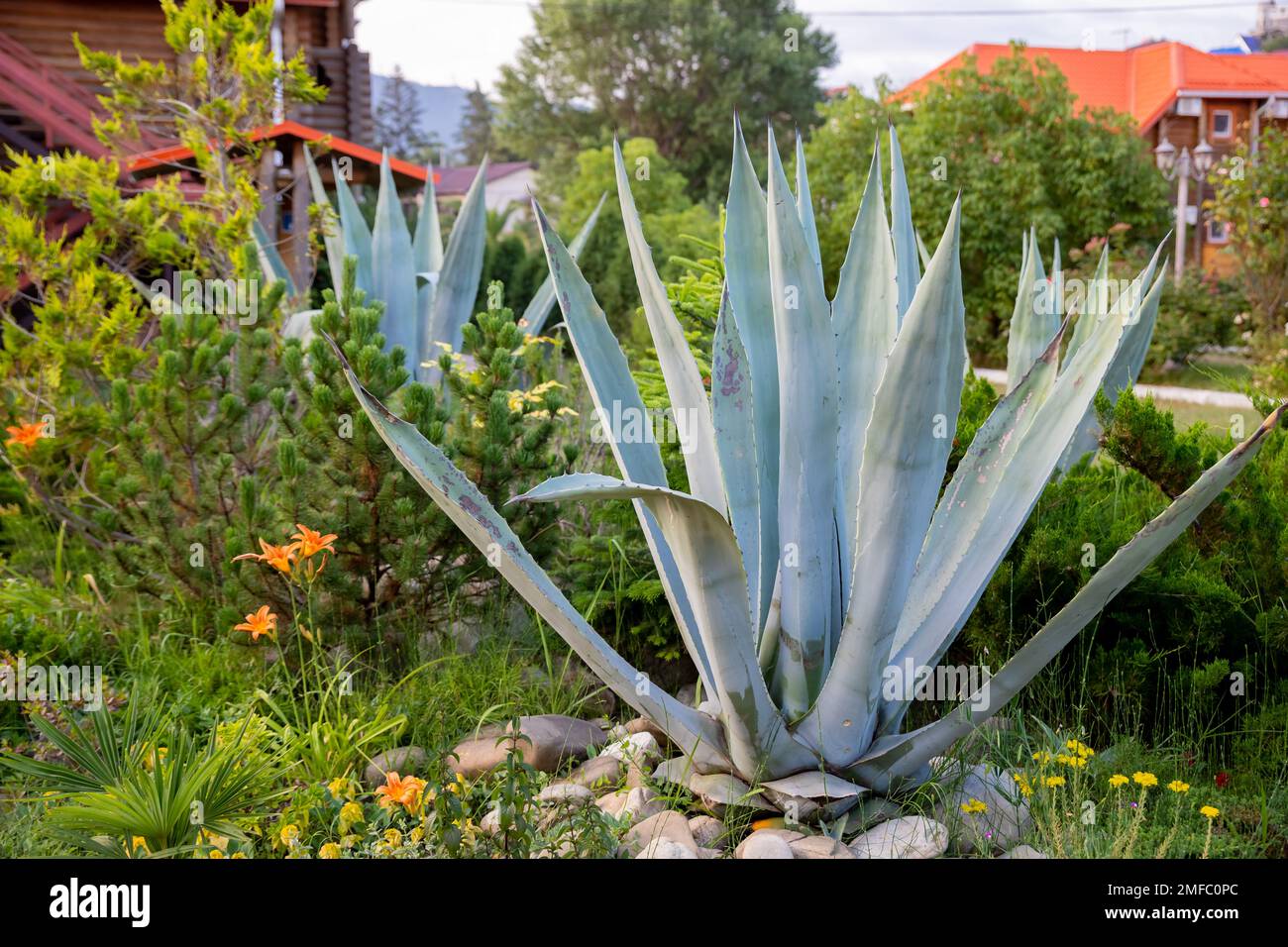Striped American agave ,Agave americana,species of the agave genus ...