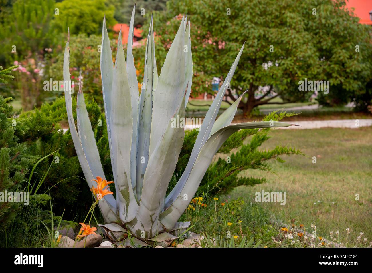 Striped American agave ,Agave americana,species of the agave genus ...