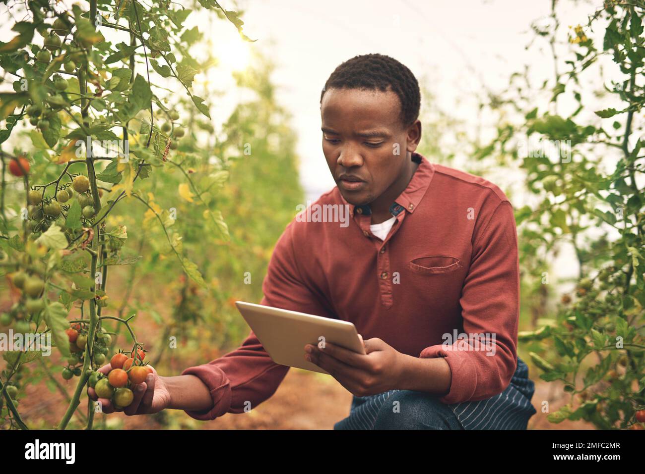 Tracking his crops with technology. a handsome young male farmer using ...