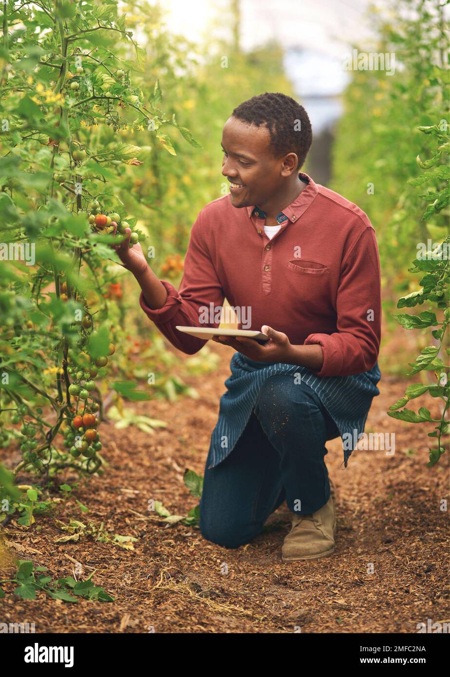 Farmer looking at green crops hi-res stock photography and images - Alamy