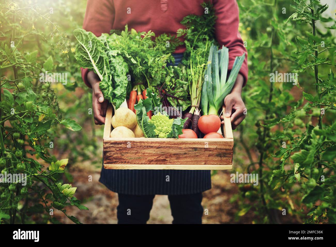 All the hard work is done now. an unrecognizable male farmer carrying a ...