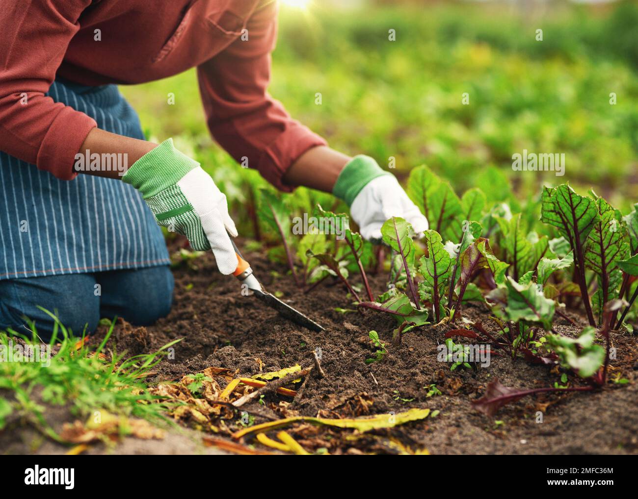You reap what you sow. an unrecognizable male farmer planting seeds in ...