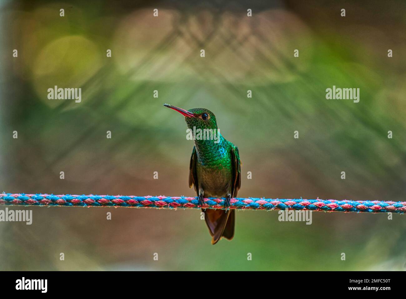 Rufous tailed hummingbird resting on a clothing line. The rufous-tailed ...