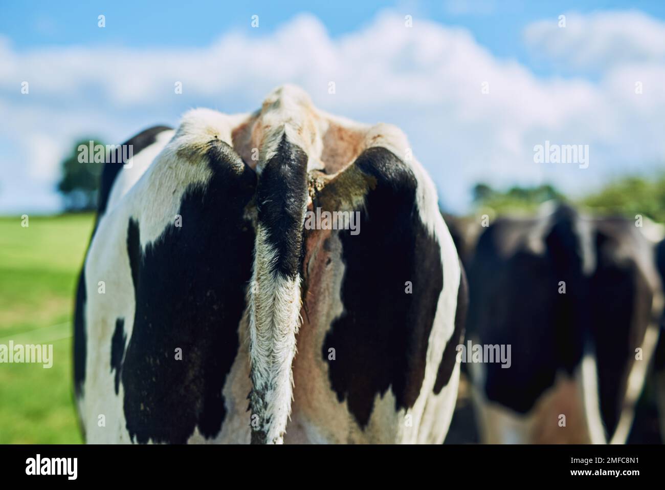 Rear view of dairy cattle hi-res stock photography and images - Alamy