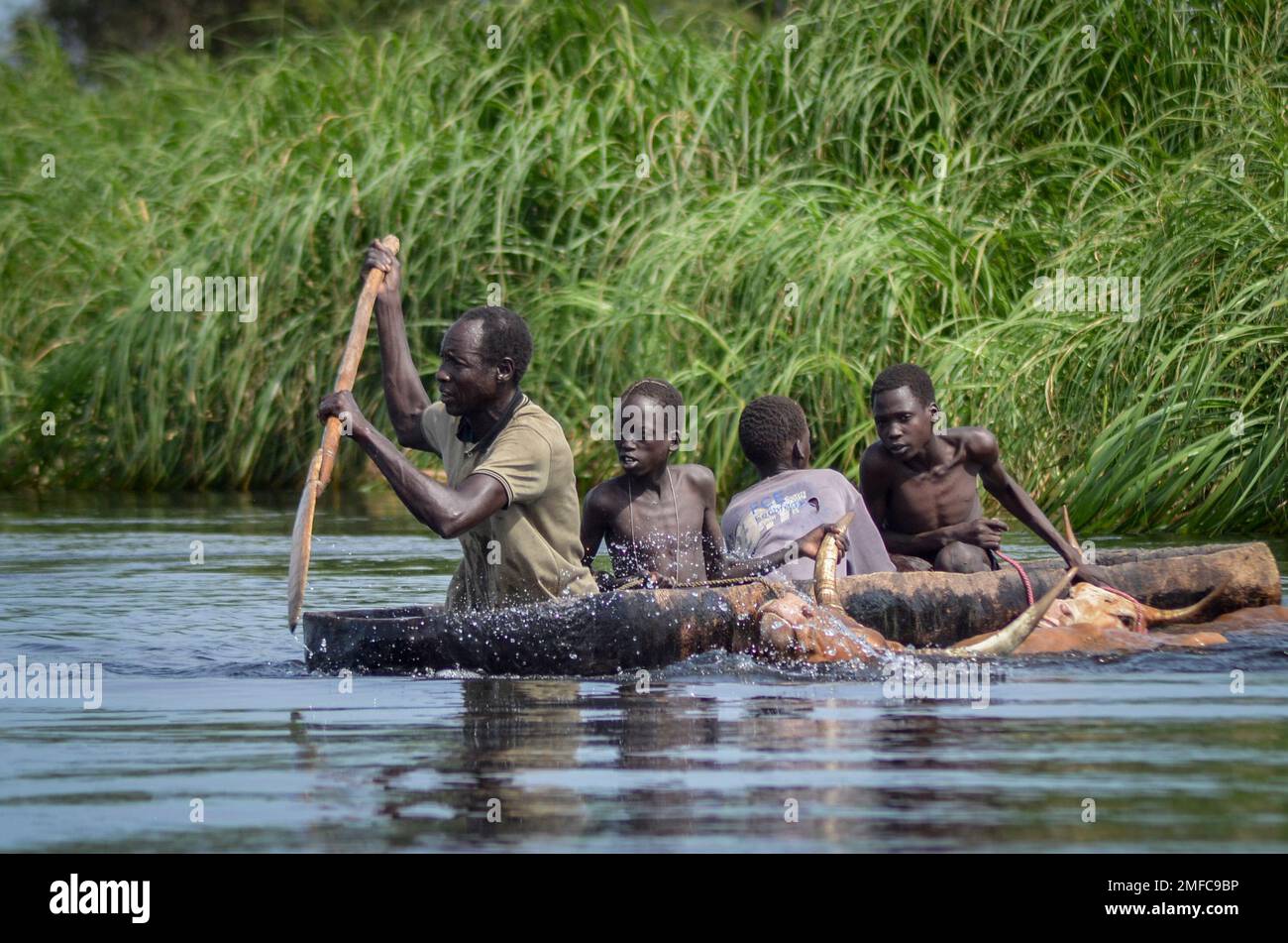 A father and his sons transport cows from a flooded area to drier ...