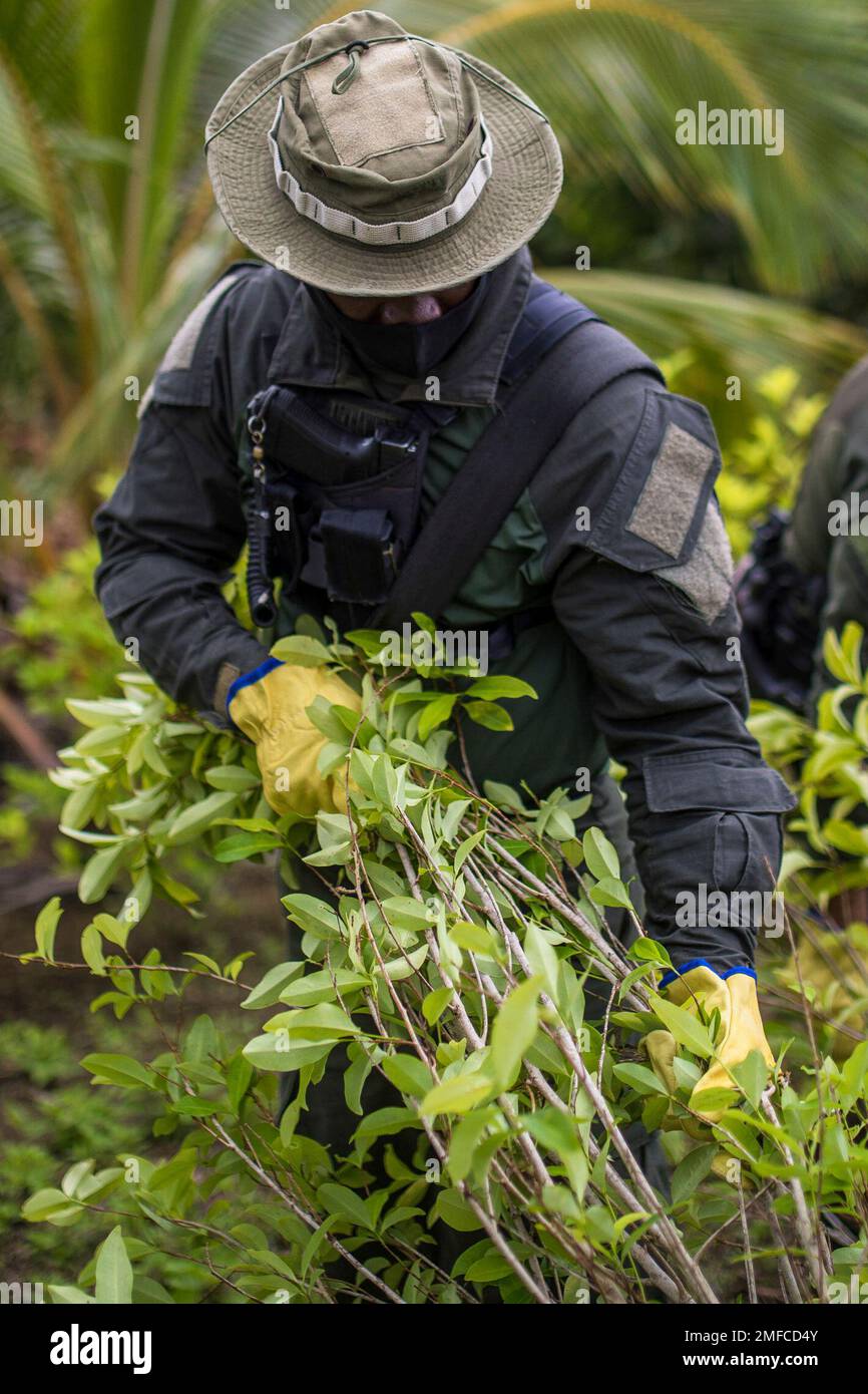 A counter-narcotics police officer uproots a coca shrub during a manual ...