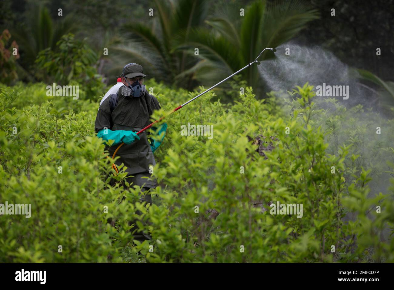 A counter-narcotics police officer sprays herbicide on coca shrubs as ...