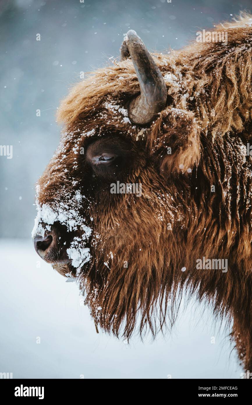 European bison portrait (Bison bonasus) in snowy forest. Winter ...