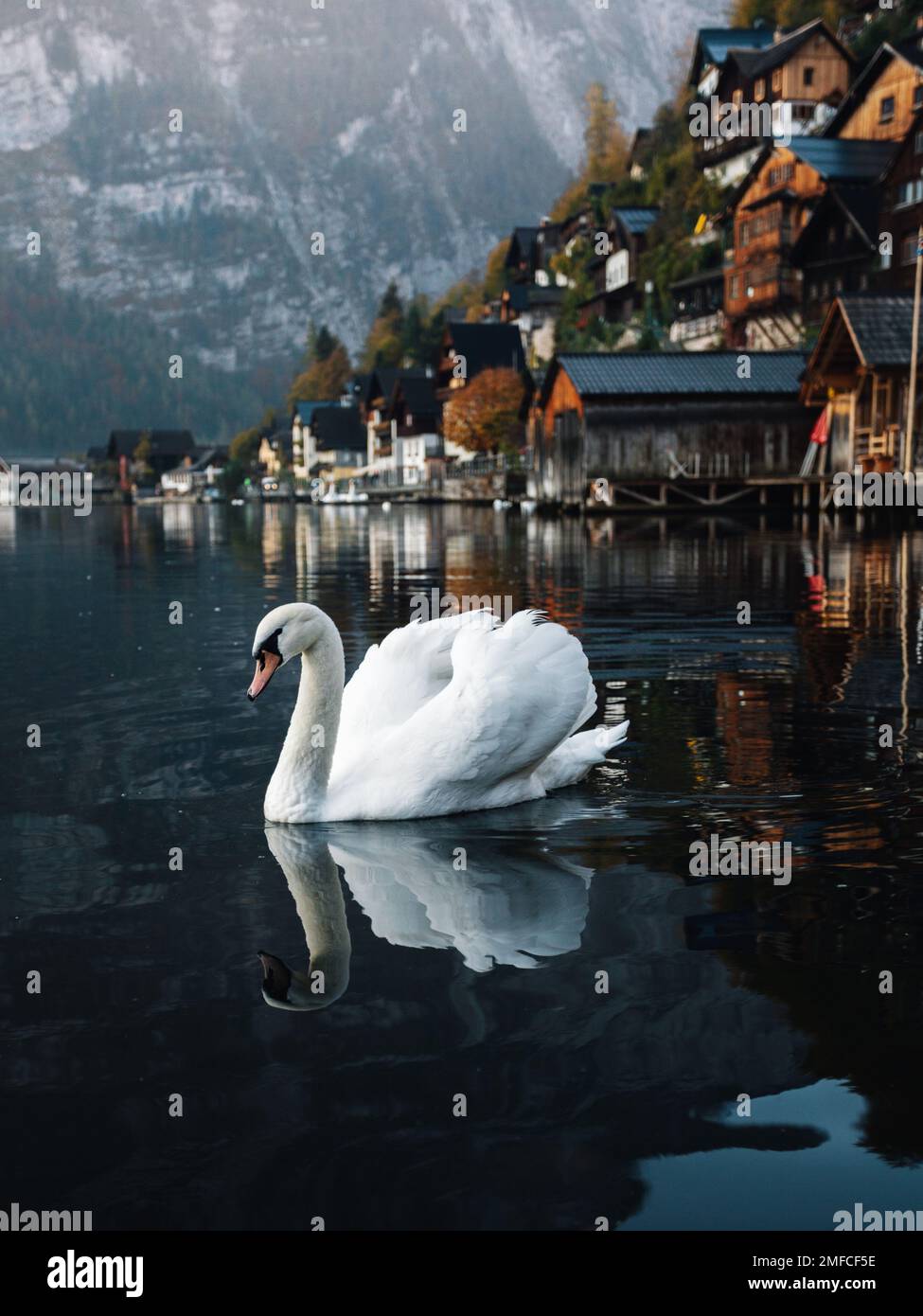 Swan family at lake hallstatt hi-res stock photography and images - Alamy
