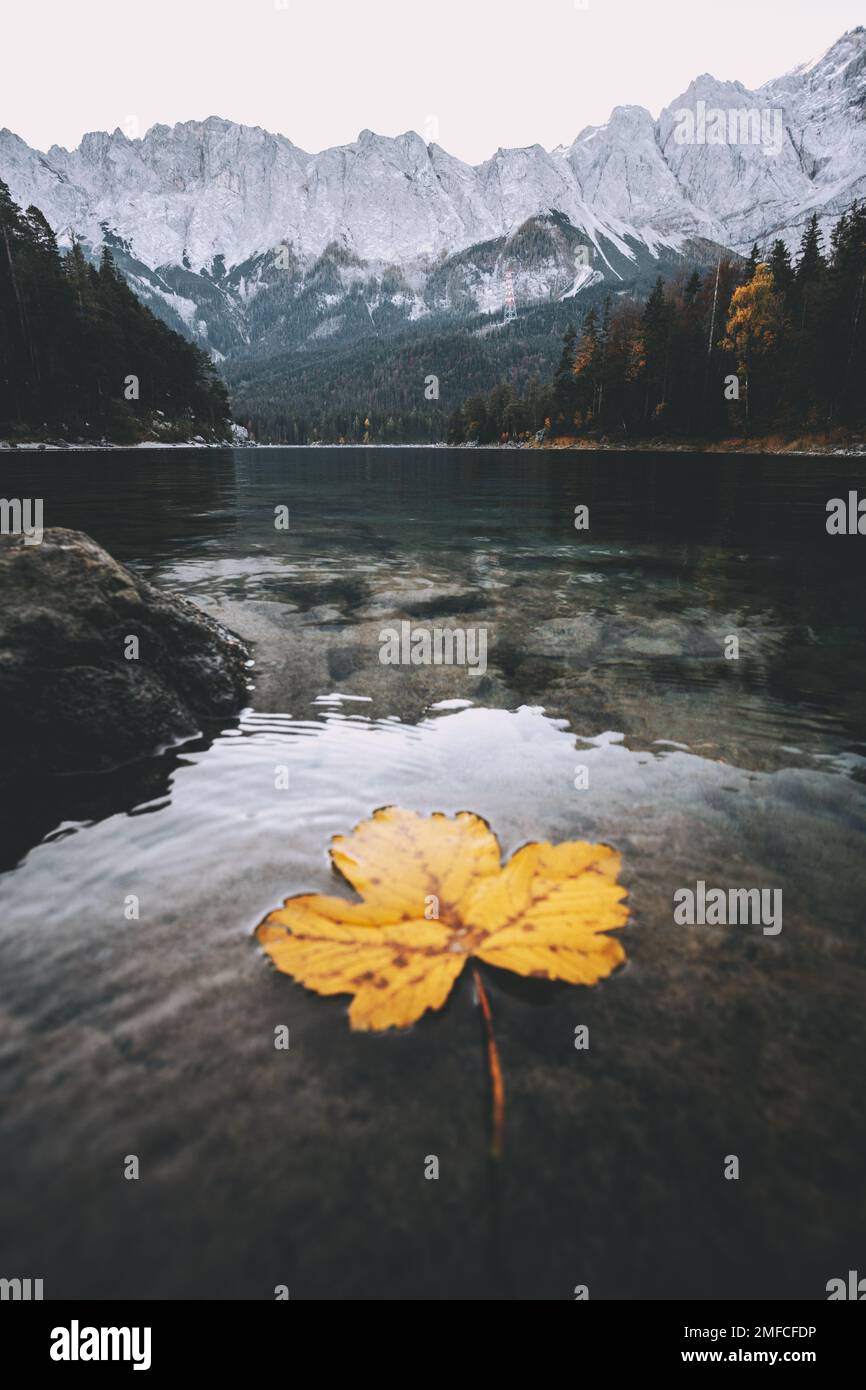 Autumn leaves on the shore of Lake Eibsee,Zugspitze,Germany. Fall ...