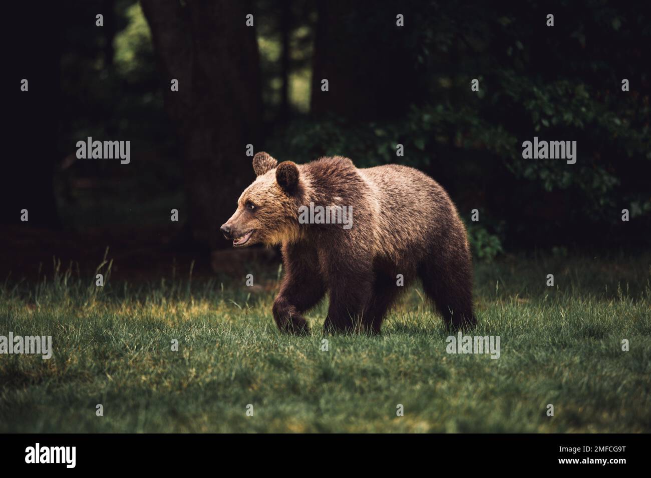 Brown bear walking in the forest. Wildlife scene from nature. Animal in ...