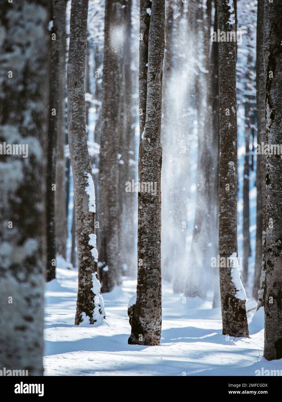 Trees covered with hoarfrost and snow in winter forest. Winter nature ...