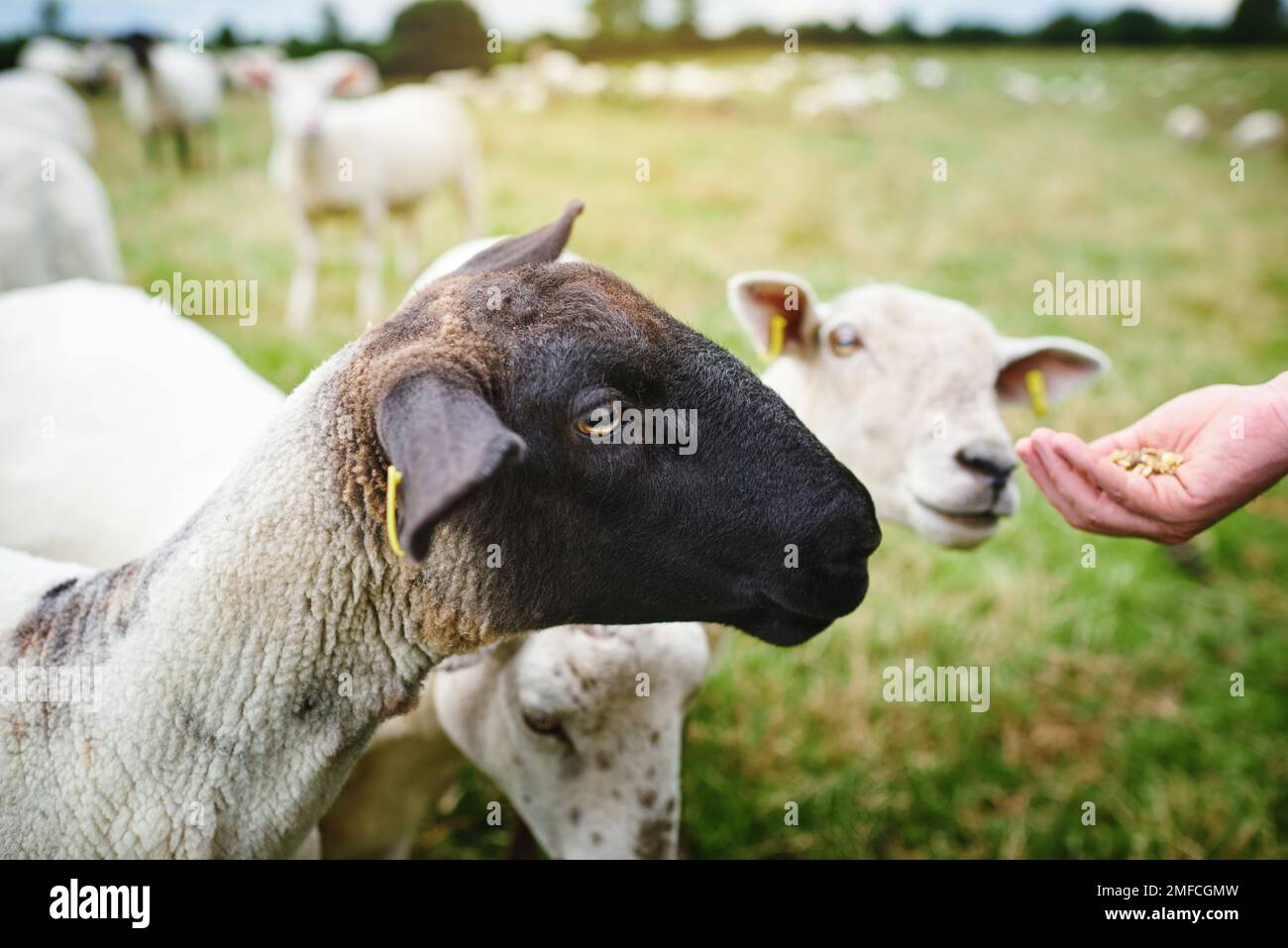 Growing sheep need that good grain. a farmer feeding a herd of sheep on ...