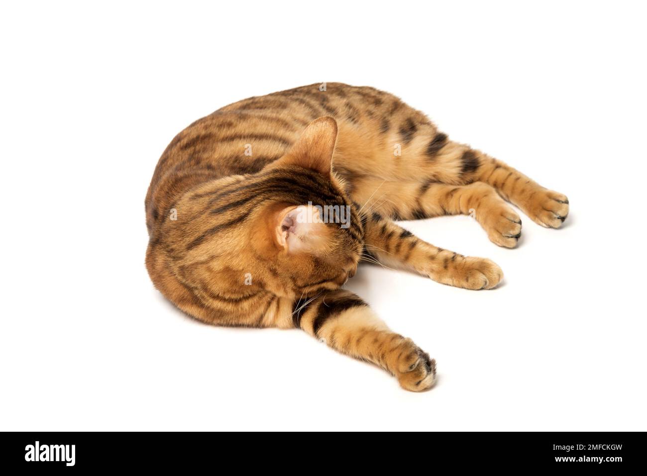 A beautiful Bengal cat lies resting on a white background Stock Photo ...