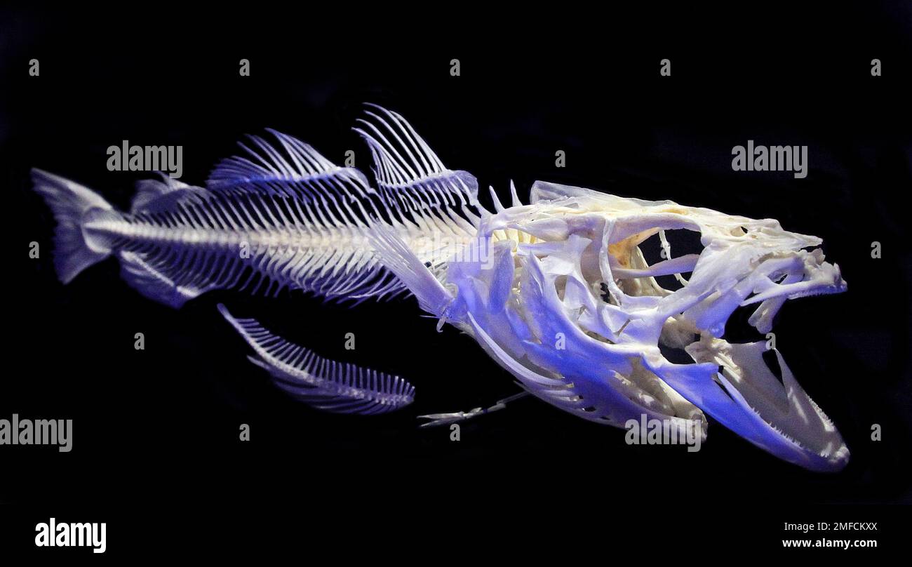 Gadus morhua skeleton hi-res stock photography and images - Alamy