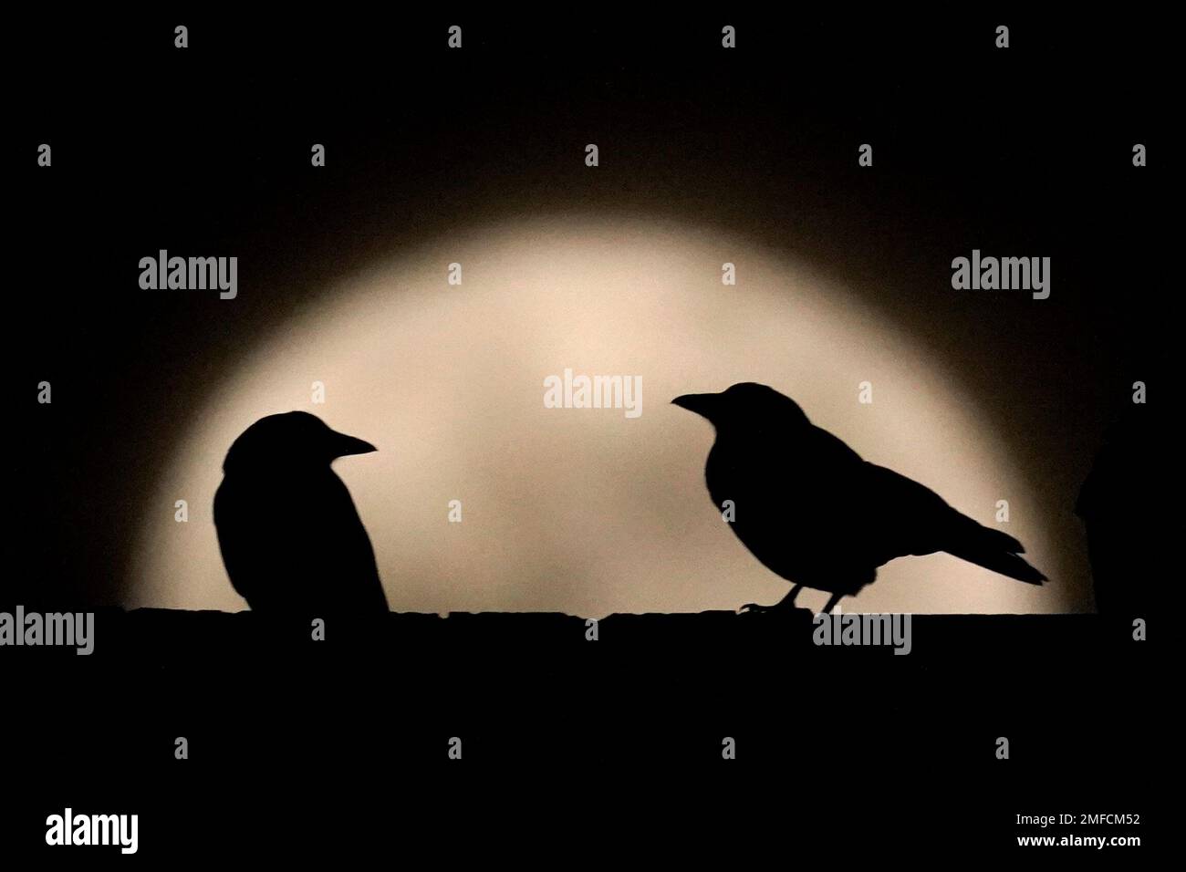 Crows are silhouetted against the rising moon as they sit on top of a ...