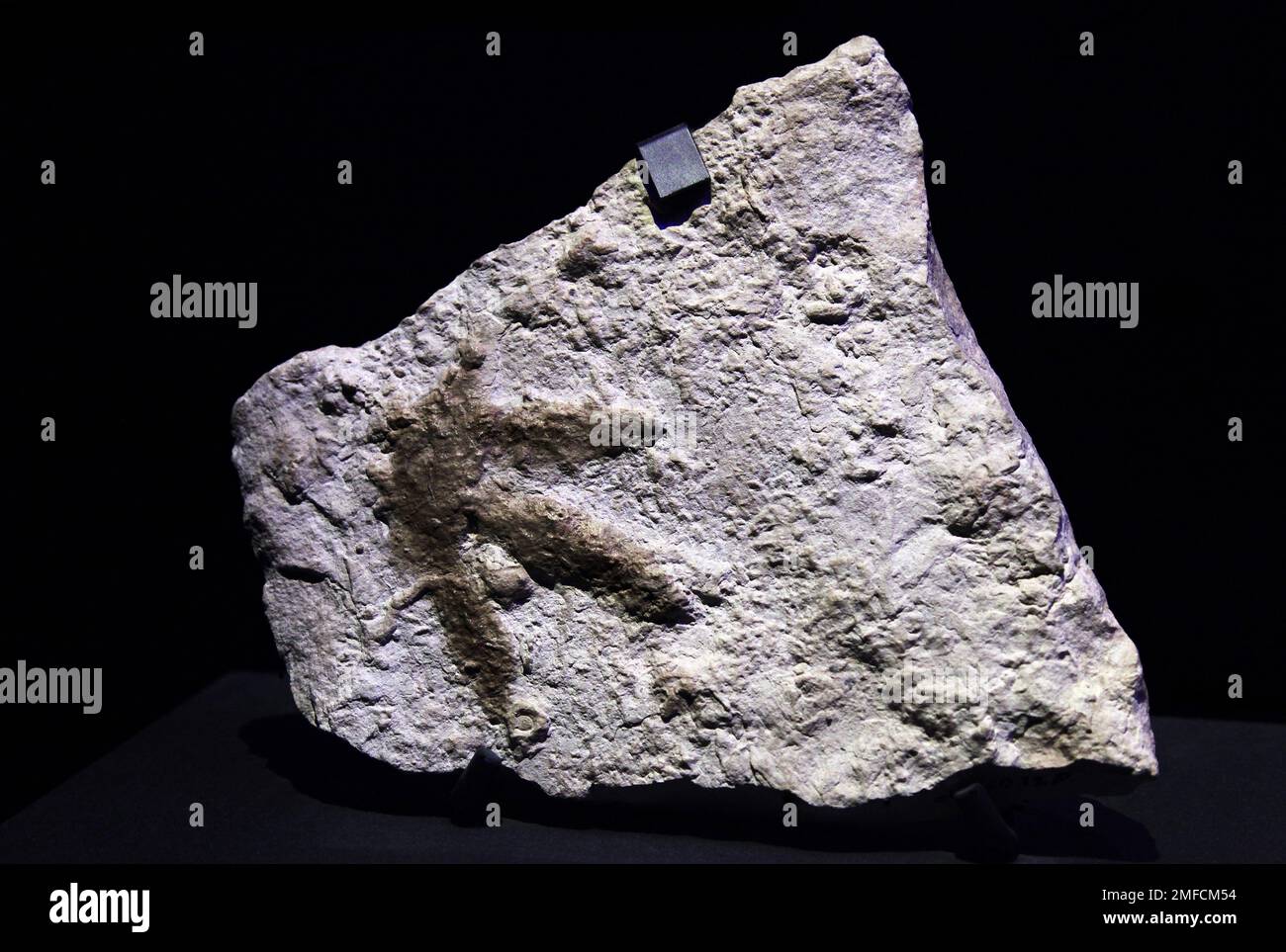Ichnofossil.Footprint.Anomoepus pienkovskii.Early Jurassic.201,3-174,1 ...