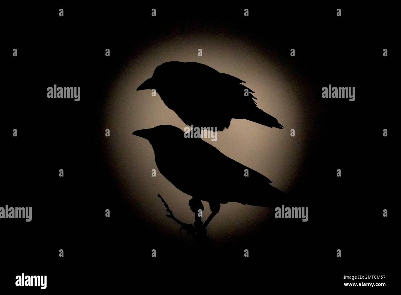Crows are silhouetted against the rising moon as they perch in a tree ...
